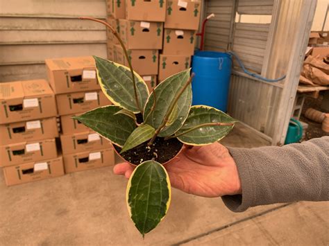 4″ Hoya Macrophylla Var Tri State Foliage In House Availability