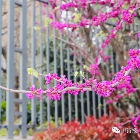 教师诗歌赛事作品展306龙洋的诗 中国 参赛 网络平台