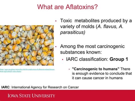 Reducing Aflatoxin Contamination In Shelled Corn Using High Voltage
