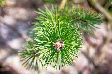 松树顶部的松树叶，绿色的松果和树枝