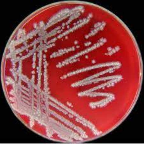 Bacillus Coagulans Colony