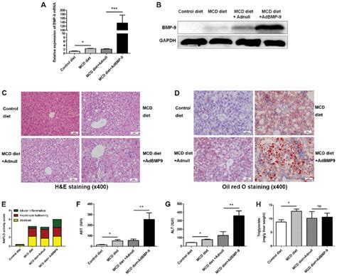 Effect Of Bmp 9 Overexpression On Liver Histology Serum Alt Serum Ast