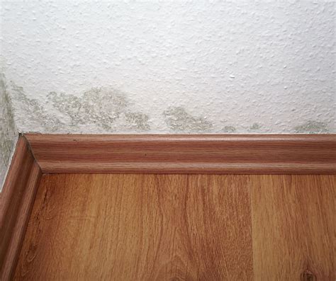 Mold Inspection Payson Az Ardr Home Inspections Llc