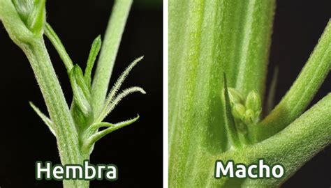 Macho Que Es La Planta Ruda En Ingles