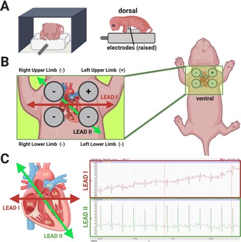 Noninvasive Electrocardiography In The Perinatal Mouse Scientific