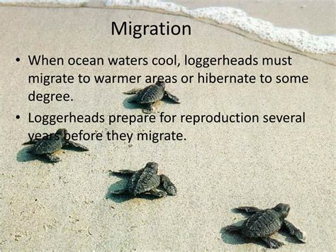 Ppt Loggerhead Turtles Powerpoint Presentation Free Download Id