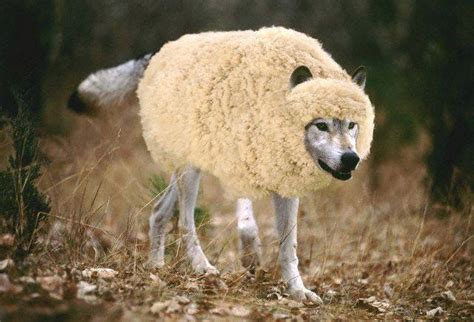 Devil In Sheeps Clothing Quotes Quotesgram