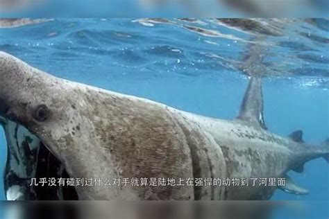 鳄鱼一口咬住电鳗，没想到被电鳗电到生活不能自理，镜头拍下全程电鳗生活镜头