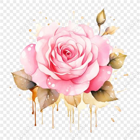핑크 스플래시 배경에 황금색 프레임이 있는 수채화 분홍색 영어 장미축하튀김 Png 일러스트 무료 다운로드 Lovepik