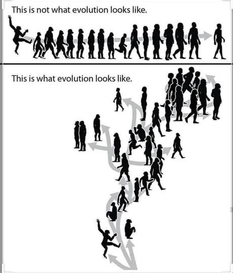 The Best Evolution Memes Memedroid