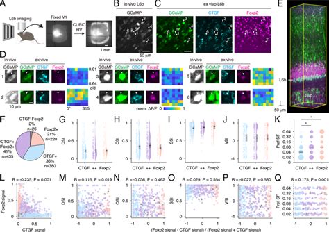 Receptive Field Properties Of L6b Subtypes A A Fixed Brain Before