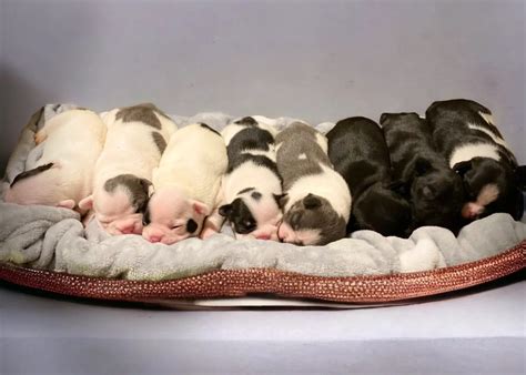 How Many Puppies Do French Bulldogs Have Unraveling The Mystery Of