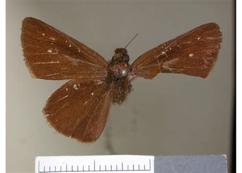 Enosis Angularis Type Specimens