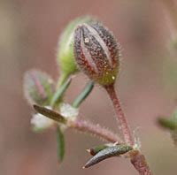 Spergularia Rubra Caryophyllaceae