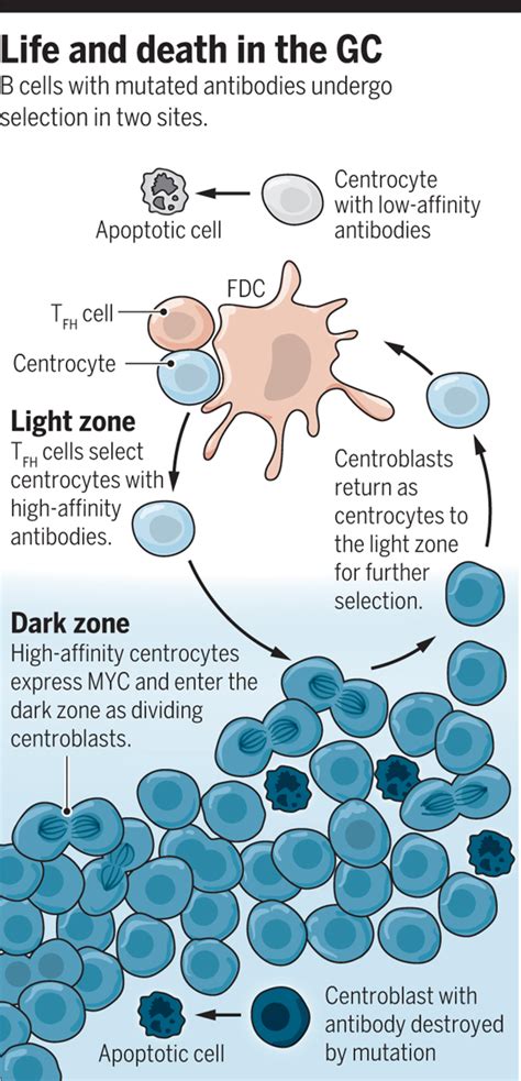Life Death And Antibodies Science