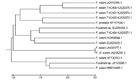 Phylogenetic Tree Based On ITS Sequences Constructed Using The Download Scientific Diagram