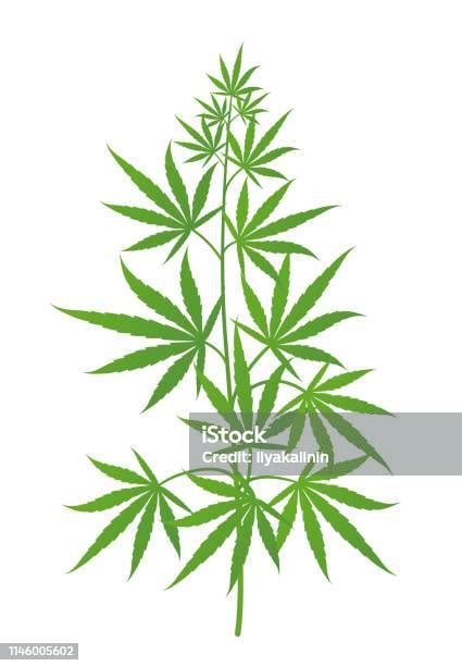대 마 공장 마리화나 또는 대마초 Sativa로 구나 녹색 나무 흰색 바탕에 고립 된 벡터 일러스트 0명에 대한 스톡 벡터 아트