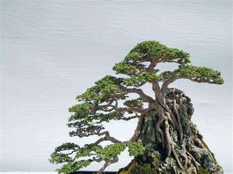 Bonsai Will Be Successfully Through The Process Of Caring For So Many