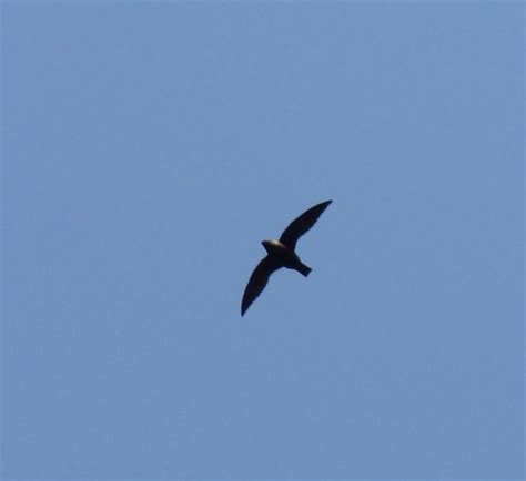 White Naped Swift Alchetron The Free Social Encyclopedia