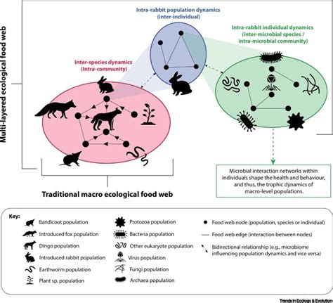 nested food webs — invisible friends by jake m robinson