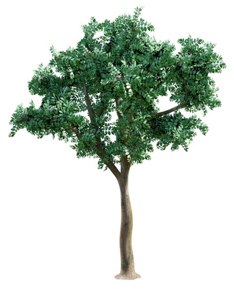 Big Green Tree Isolated 22450930 Png