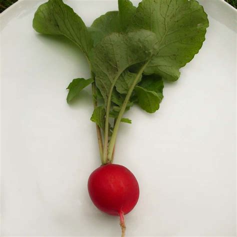 Pictures Of Radish