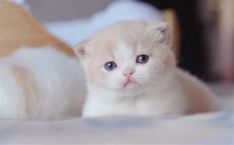 不妨来看看小奶猫为什么会喜欢缩成一团睡觉 宠物网