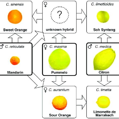 Pdf Noemi Controls Production Of Flavonoid Pigments And Fruit Acidity