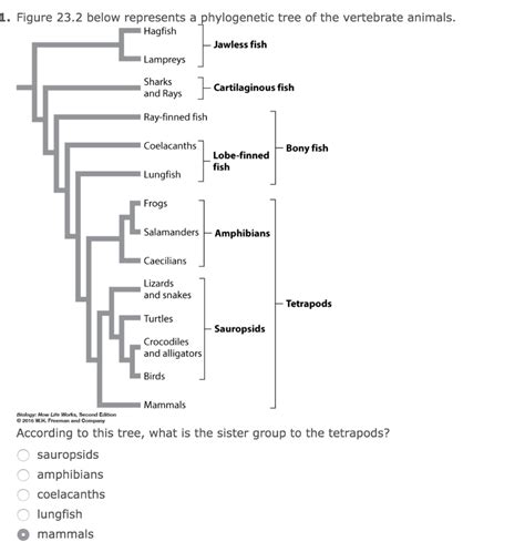 Solved 1 Figure 23 2 Below Represents A Phylogenetic Tree