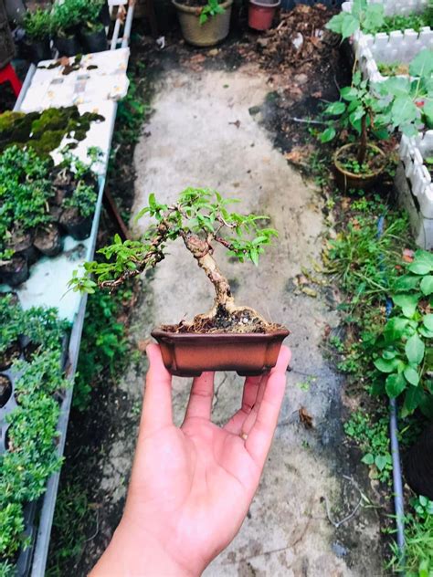 Bonsai Mini Bmt【nhật Anh】 Buon Me Thuot