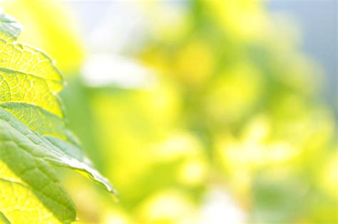 나뭇잎과 밝은 흐린 그라데이션 녹색 배경 배너 템플릿 또는 프리 젠 테이 션을 위한 자연 자연 질감 텍스트 또는 정보를 위한 공간을 갖춘 가벼운 여름 버르 듀 0명에 대한