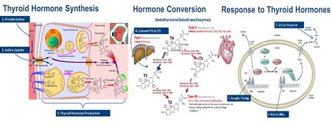 Thyroid Pathway Thyroid Hormone Pathway Infographic