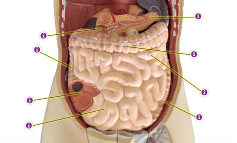 Torso With Digestive Organs Diagram Quizlet