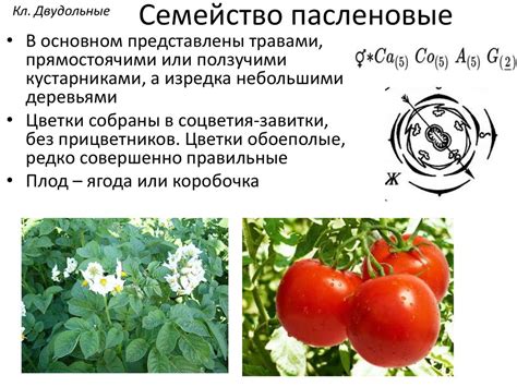 Основные семейства растений презентация онлайн