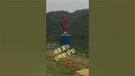 Shorts 조류 퇴치 허수아비 풍선 스카이댄서 새를 쫓는 신박한 방법 Youtube