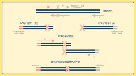 技术一文读懂聚合酶链式反应PCR 知乎