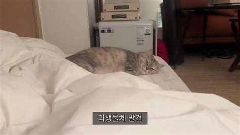 엉덩이주의자 on Twitter RT shaki seoul 자는 줄 알았는데 대반전 고양이