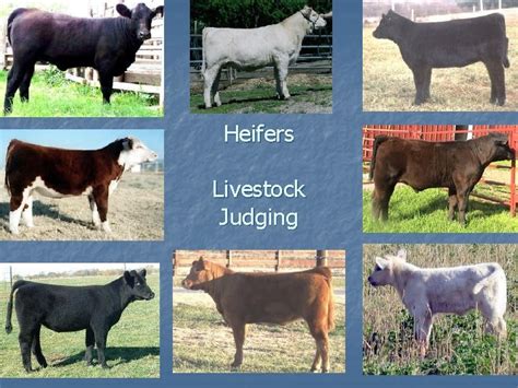 Heifers Livestock Judging Steps To Judging Beef Heifers