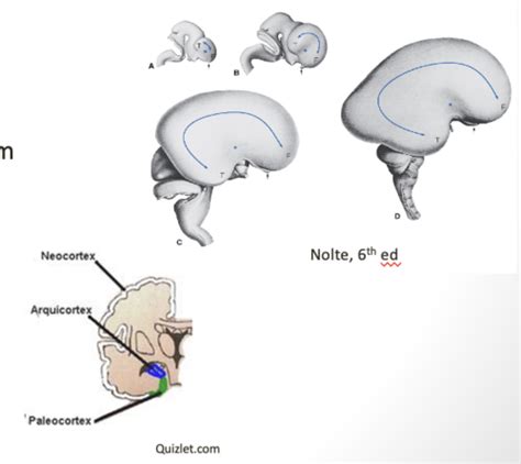 PTNEURO Cerebral Cortex Flashcards Quizlet