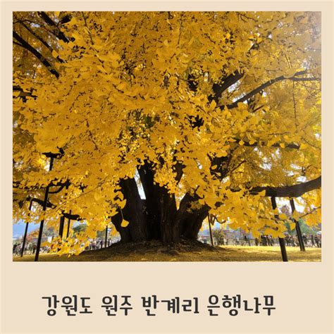 강원도 원주 반계리 은행나무 주차 가을여행 네이버 블로그