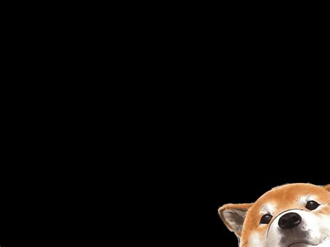 [100 ] Cute Corgi Wallpapers