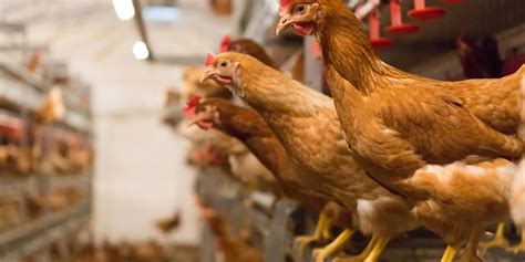 Reudink Bio Pluimvee Wel Of Niet Ontwormen