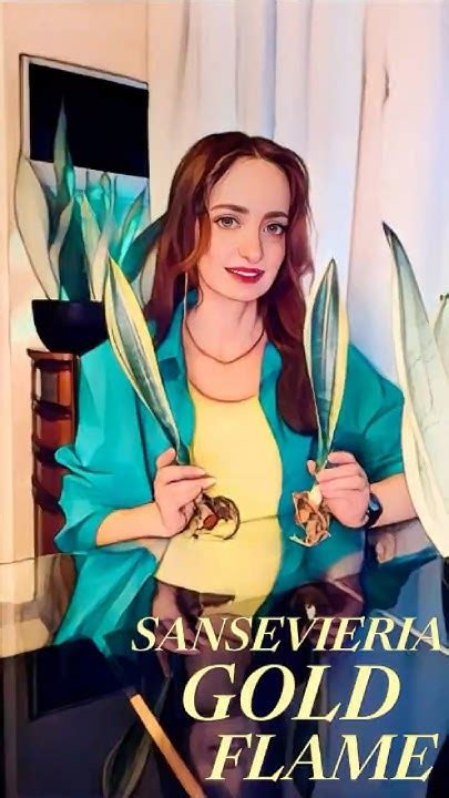 НОВИНКА сансевиерия Голд Флейм Youtube