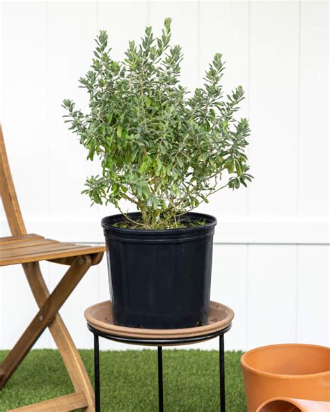 Texas Sage Pruning Tips Show Stopping Southern Shrubs Crazy Green