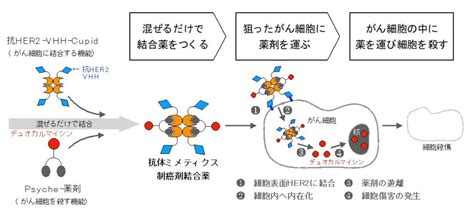 大きくなったがんを消失させる抗体ミメティクスの制癌剤結合薬の製造方法を開発 ～マウス実験で乳がんの消失に成功～ テック・アイ生命科学