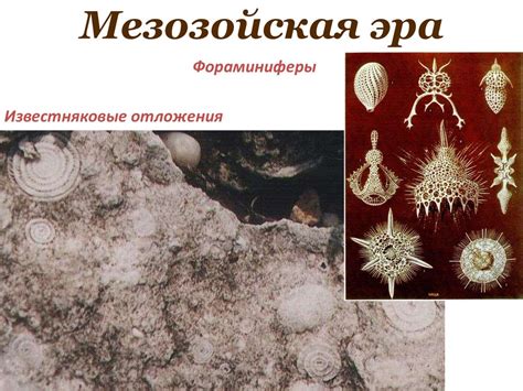 Этапы развития жизни на земле презентация онлайн