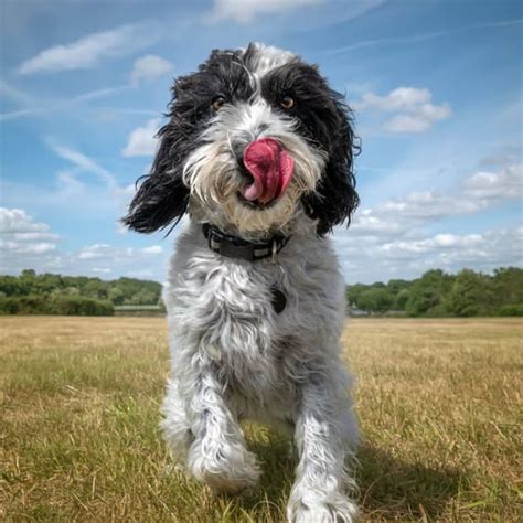Cockapoo Tutto Sul Cane Di Razza Mista