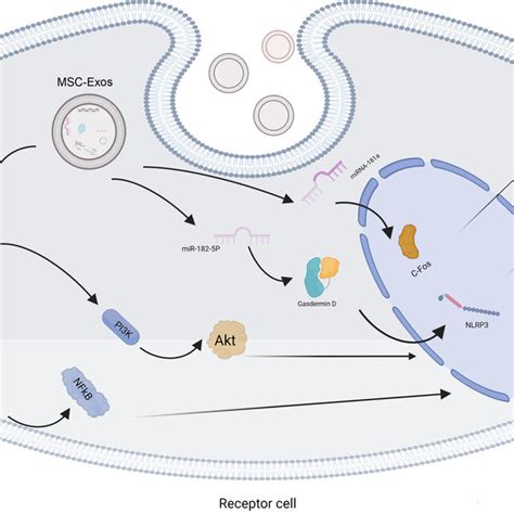 Msc Exos Regulate Inflammatory Reactions In Receptor Cells The Download Scientific Diagram