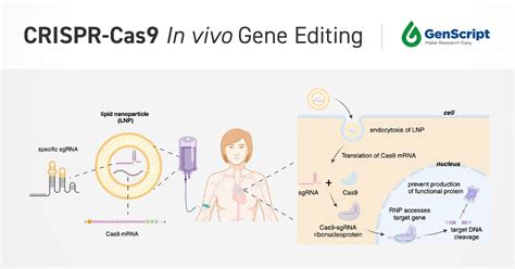 Genscript On Linkedin Gene Therapy Solutions