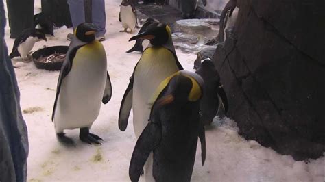 Antarctica Penguins Up Close Tour At Seaworld Orlando Youtube